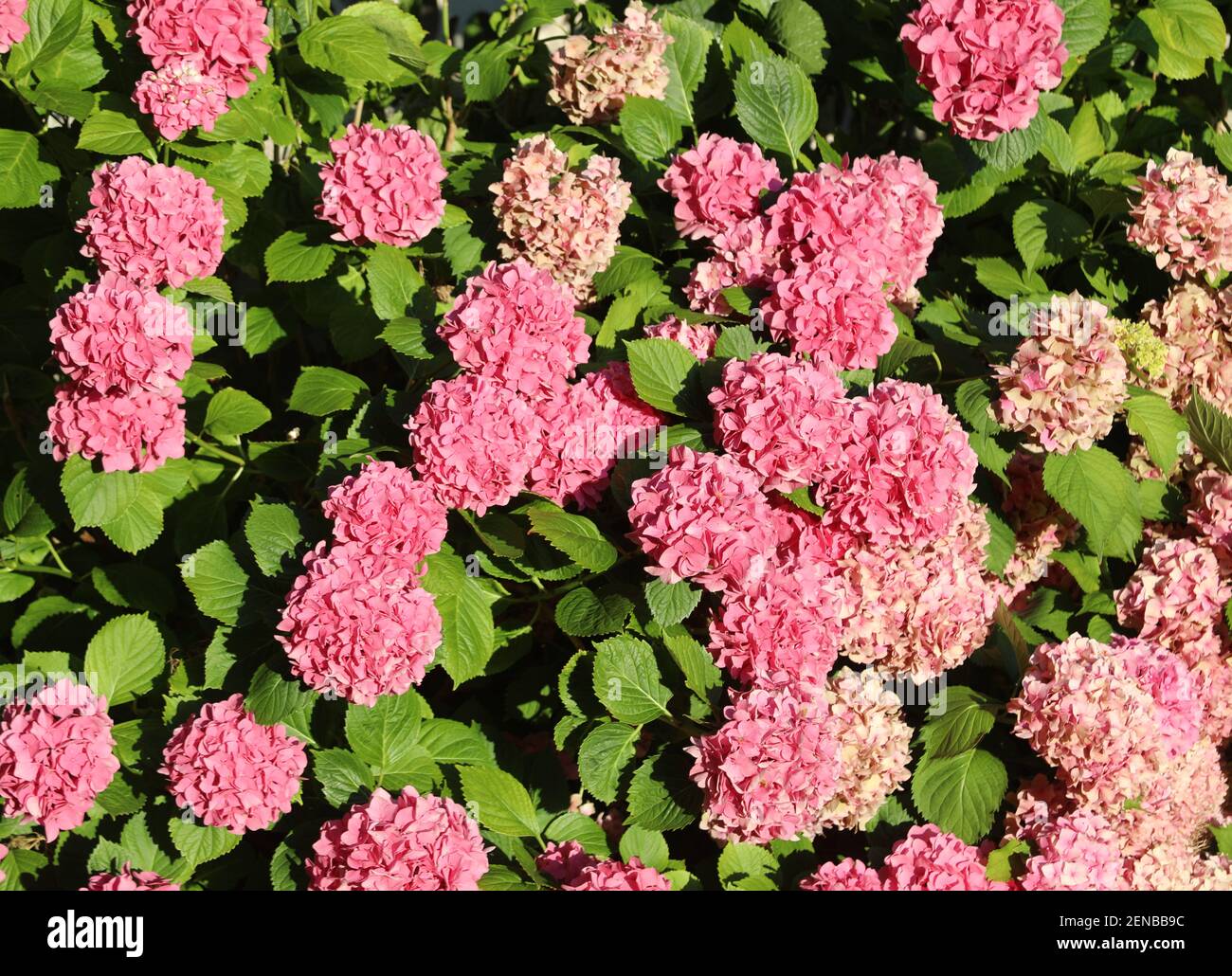 very hortense blossomed in spring in the well-kept garden Stock Photo ...