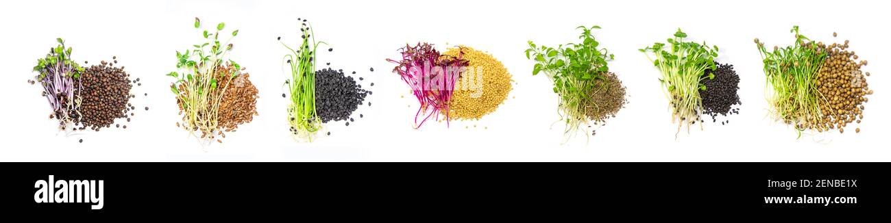 Collage of different microgreens on a white background. Selective focus ...