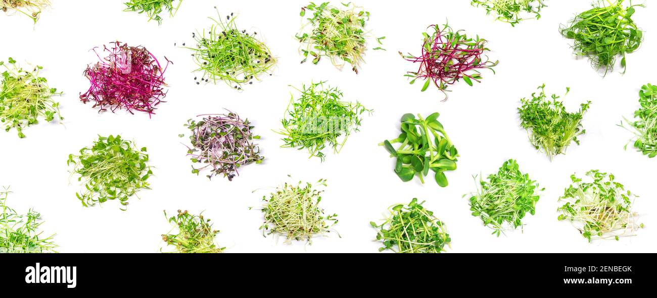 Collage of different microgreens on a white background. Selective focus ...