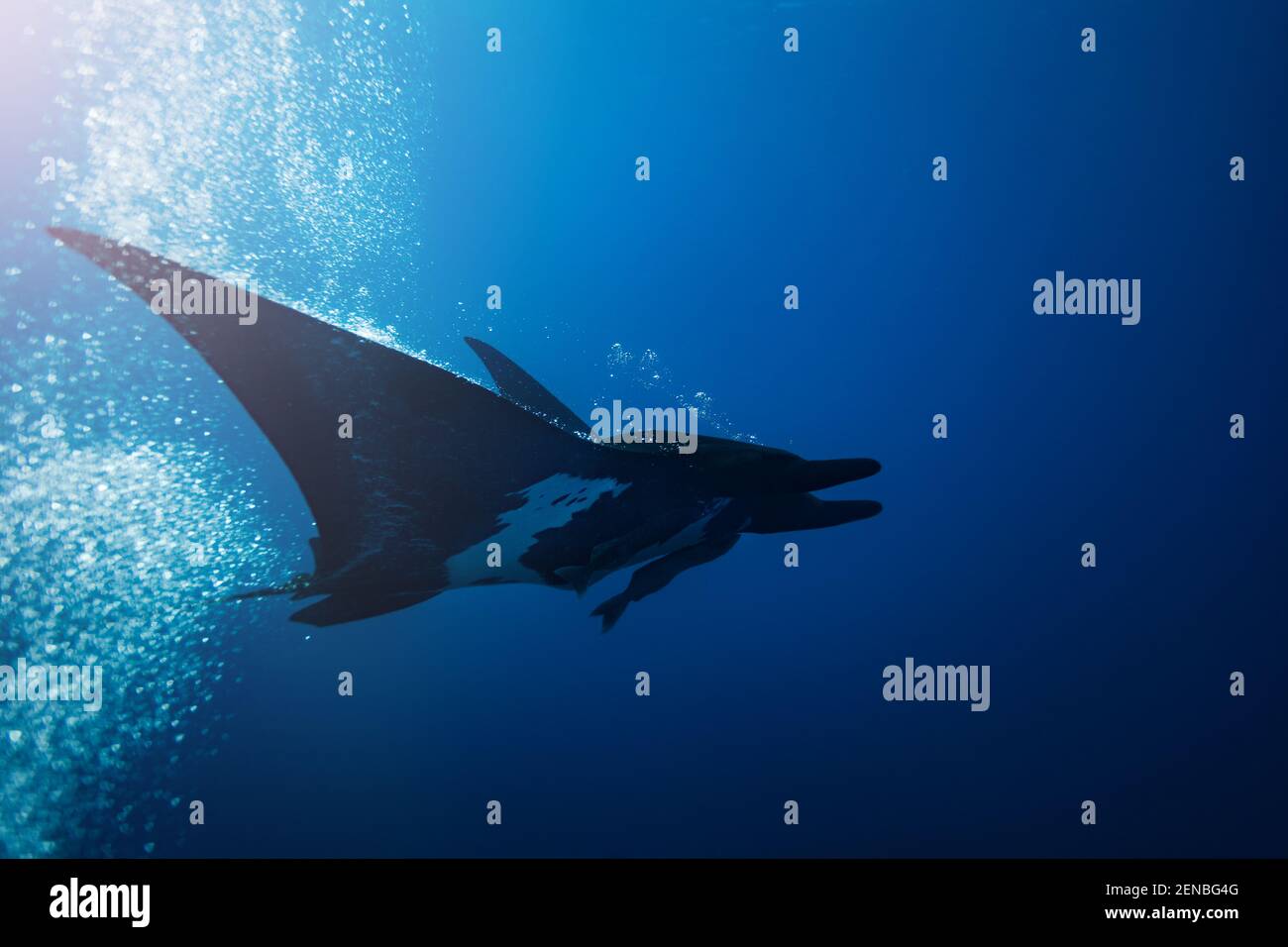 Beautiful huge manta ray view from side underwater Stock Photo - Alamy