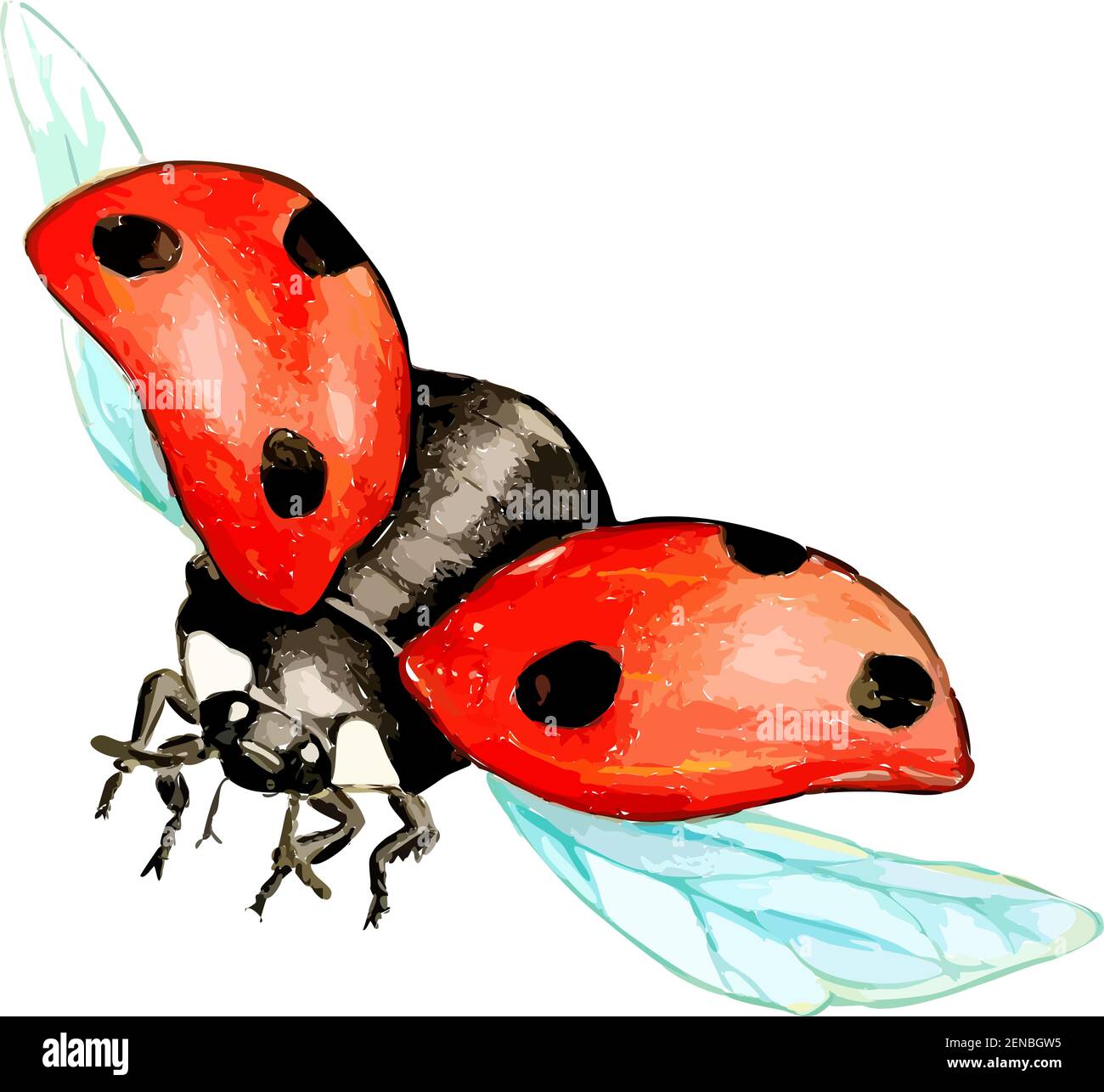 Hand drawn watercolor colorful illustration of ladybird isolated on ...