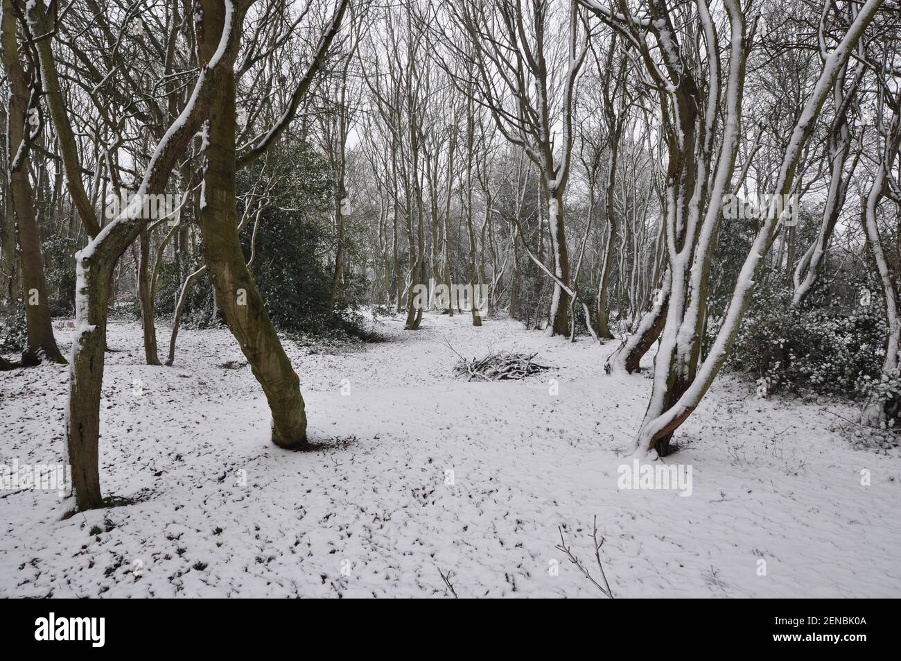 Southrepps Commons Local Nature Reserve, Norfolk, England, UK Stock ...