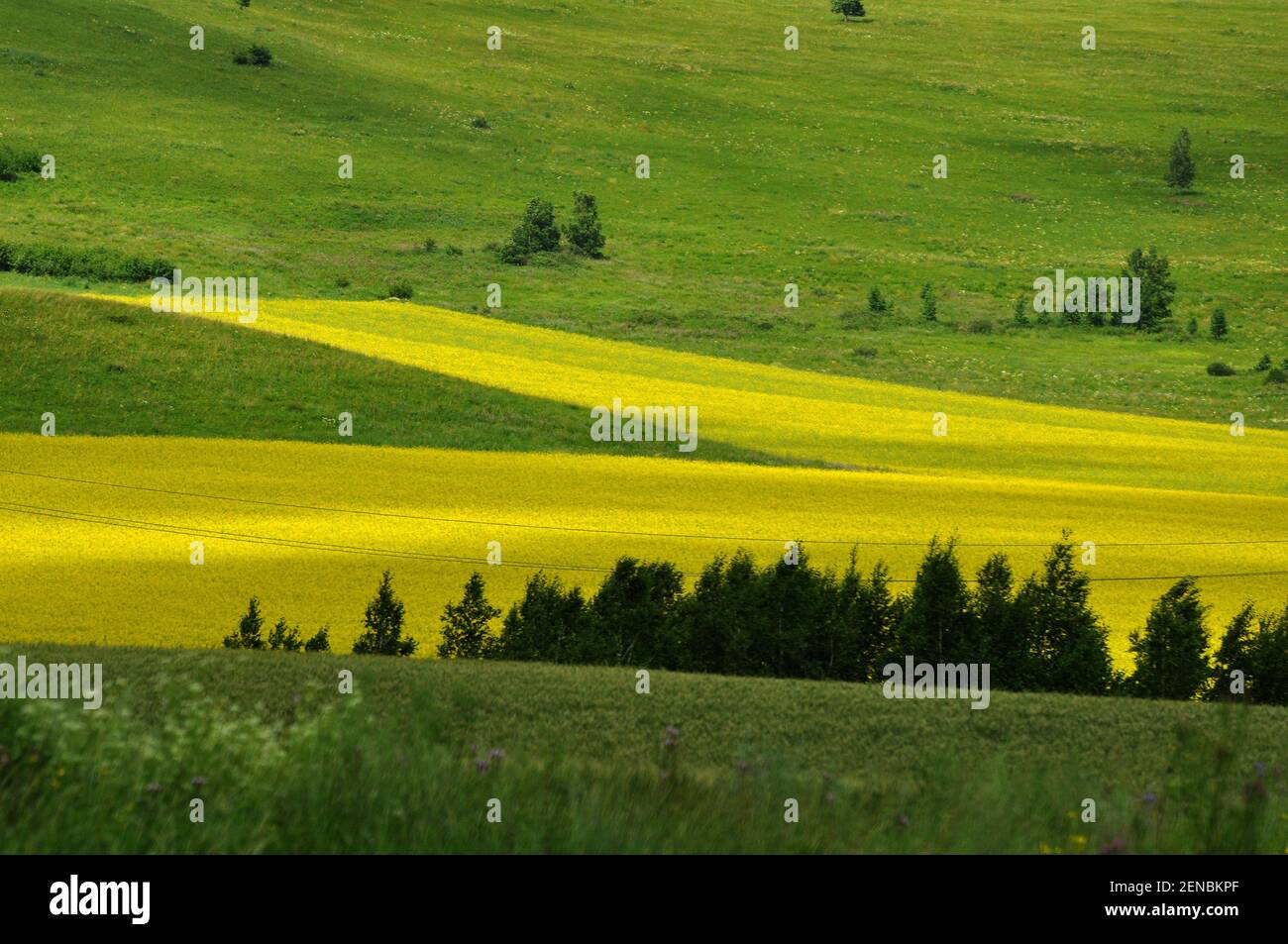 Inner Mongoliaï¼ŒCHINA-Rapeseed flowers in yakeshi, Inner Mongolia are ...