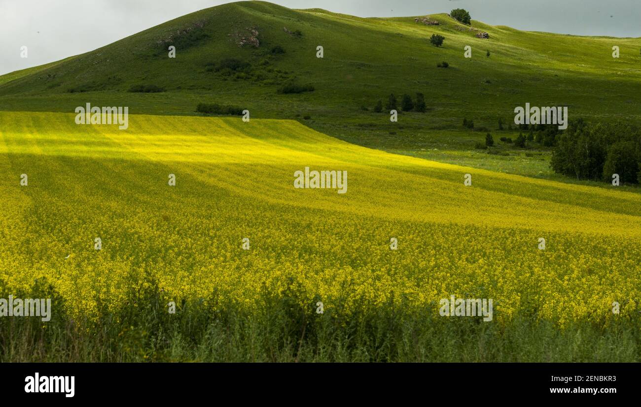 Inner Mongoliaï¼ŒCHINA-Rapeseed flowers in yakeshi, Inner Mongolia are ...