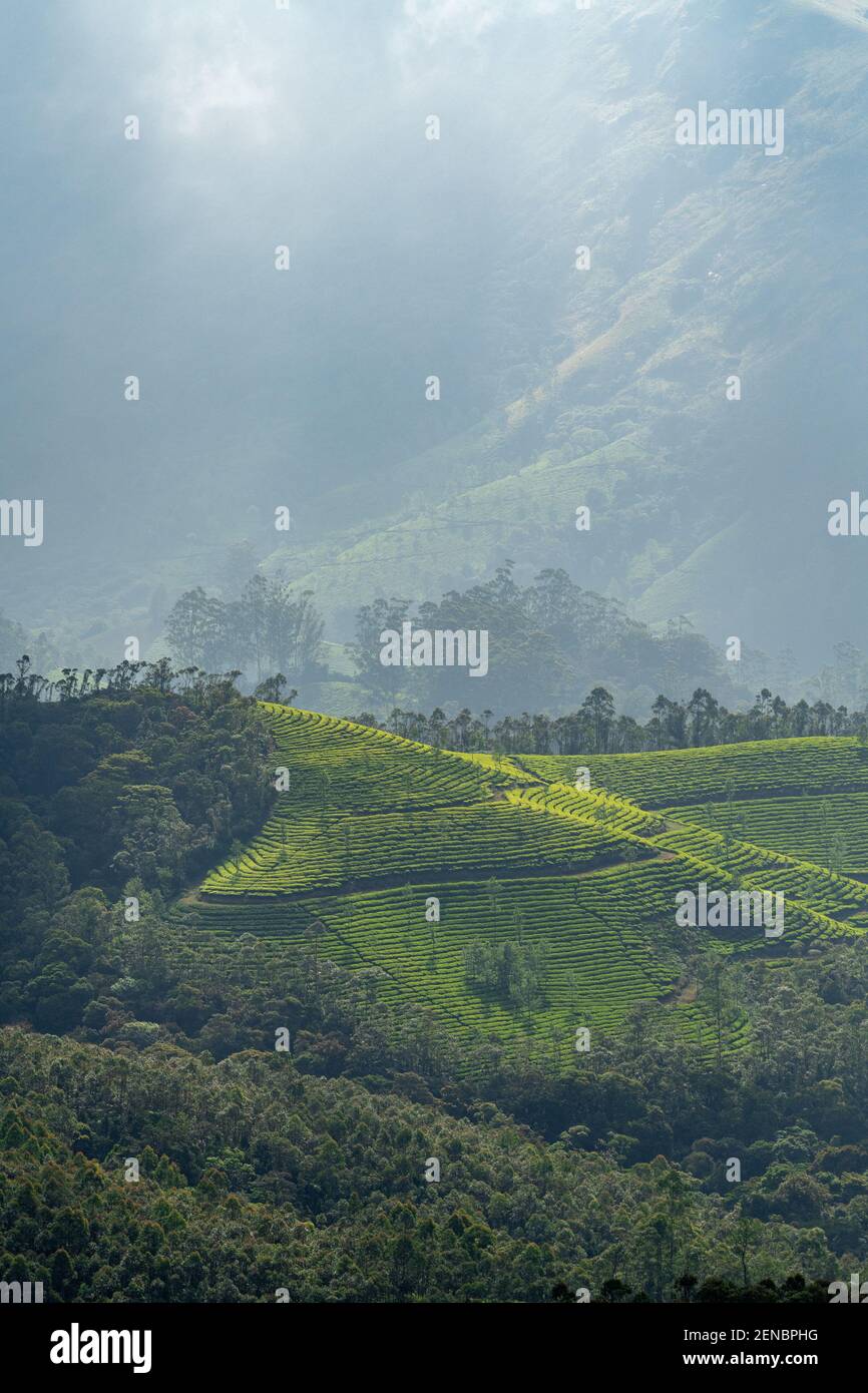 Beautiful view of Munnar hills on a misty day located in the Idukki ...