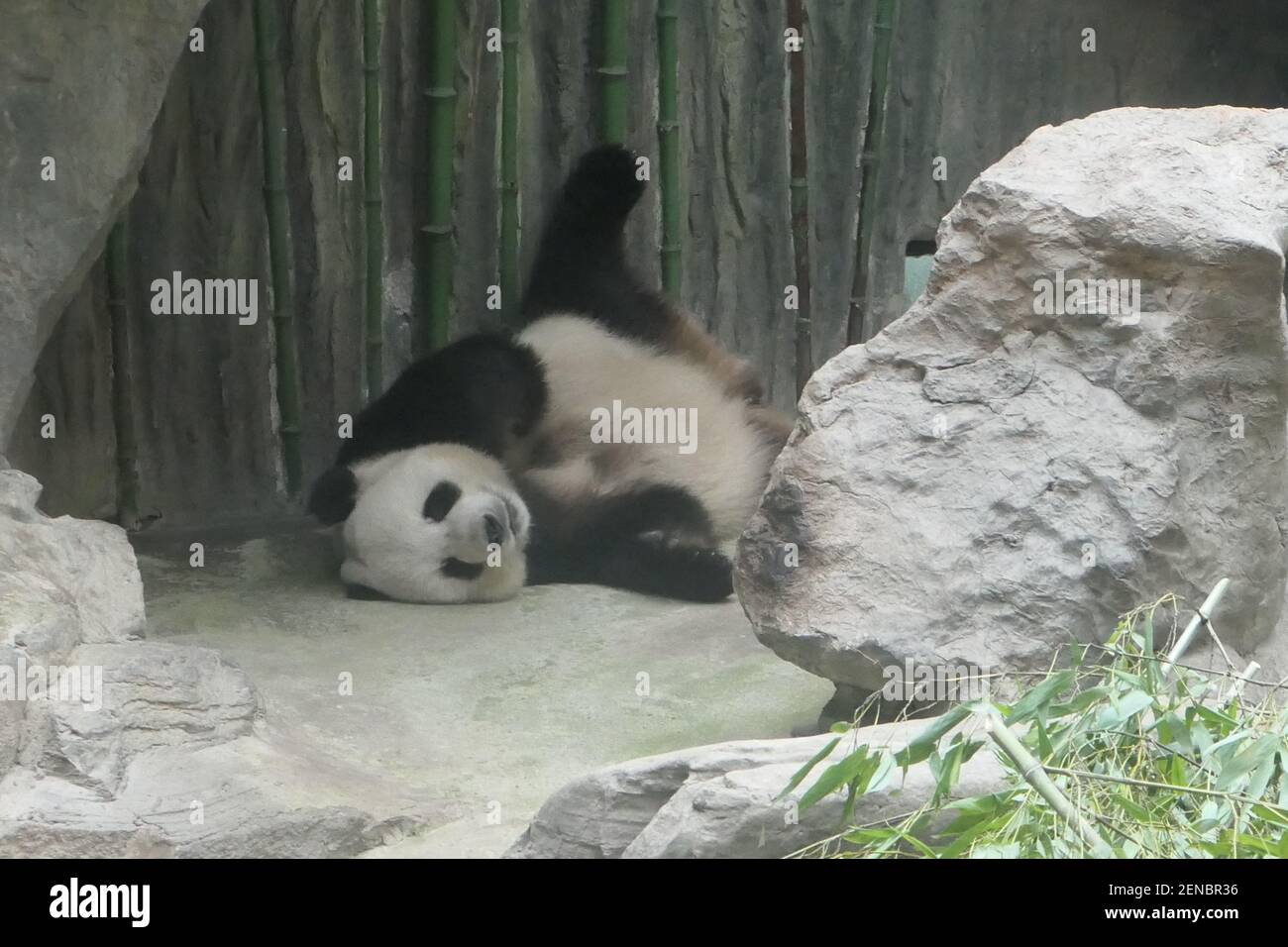 Giant Pandas are transferred to air-conditioned rooms to prevent these ...