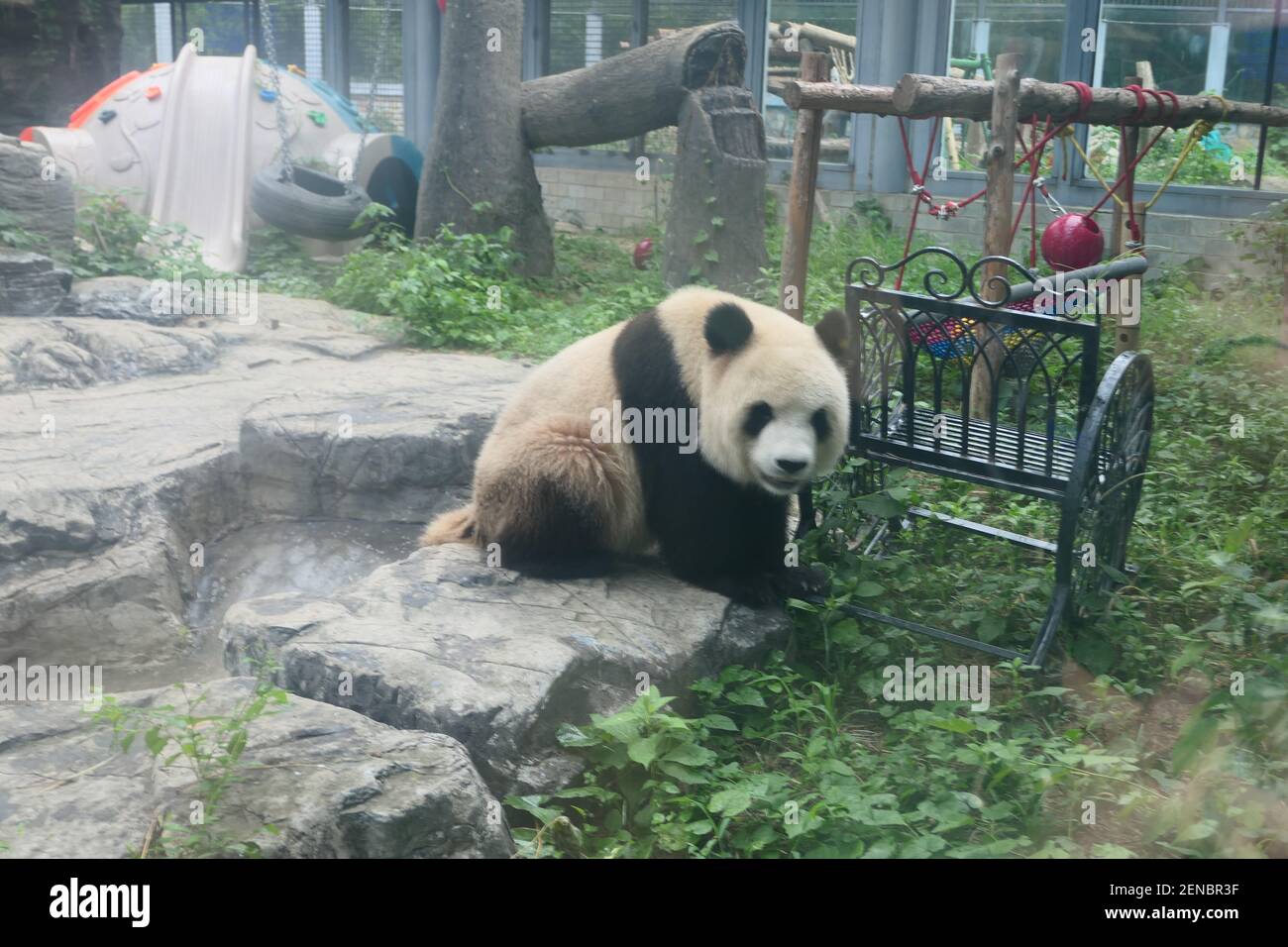 Giant Pandas are transferred to air-conditioned rooms to prevent these ...