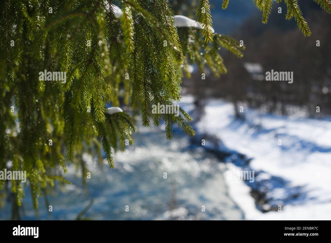 Beautiful evergreen fir pine tree hanging branches at snowy winter ...