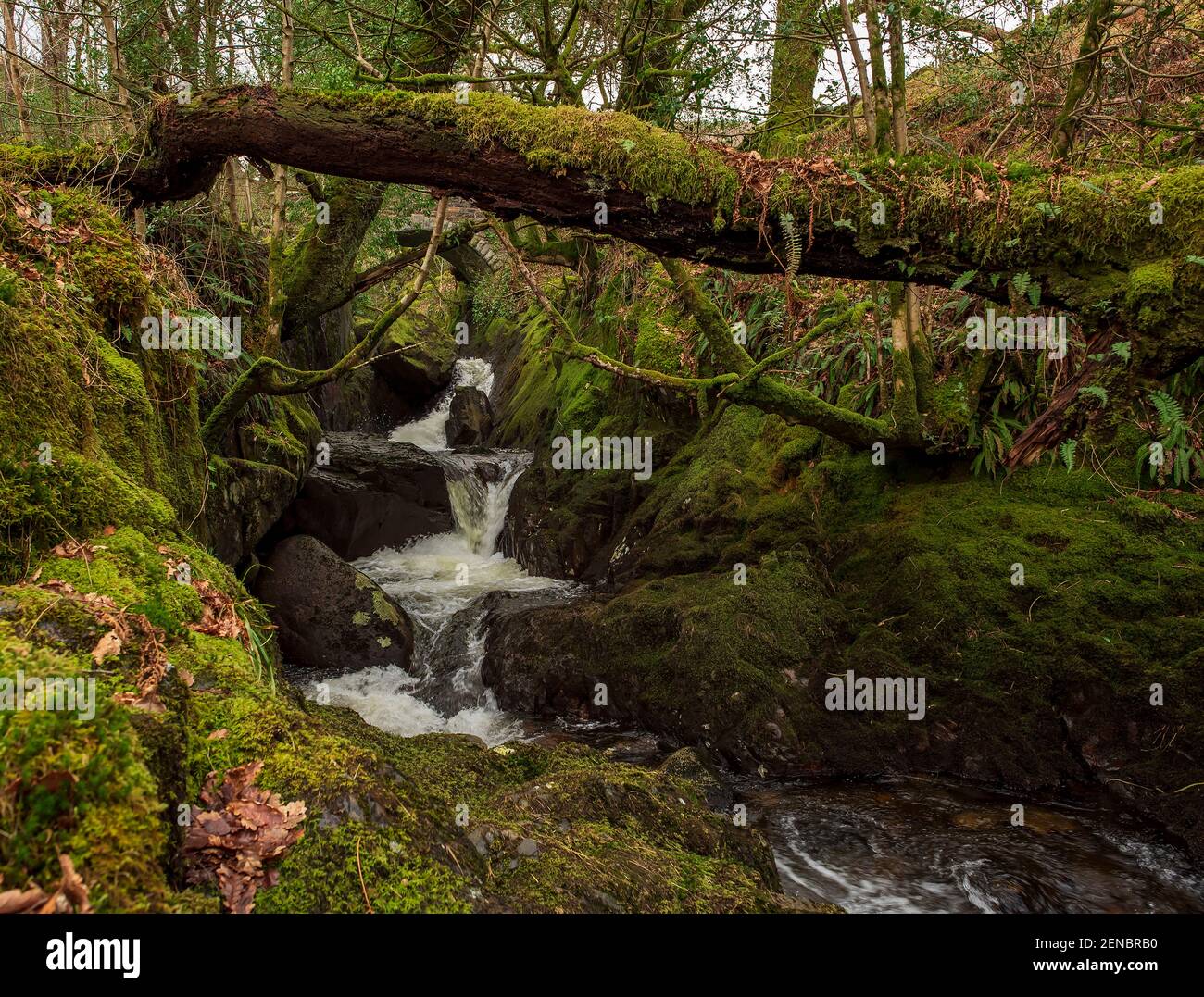 Waterfall Galloway forest park, Scotland Stock Photo - Alamy