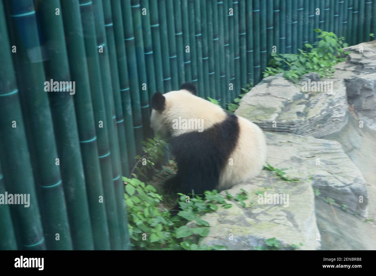 Giant Pandas are transferred to air-conditioned rooms to prevent these ...