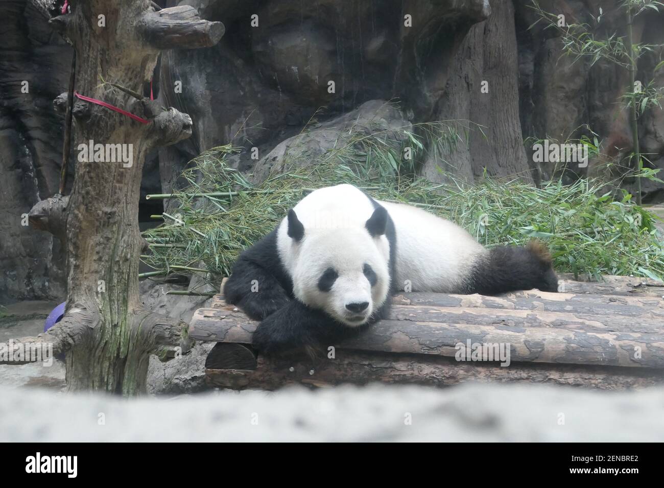 Giant Pandas are transferred to air-conditioned rooms to prevent these ...
