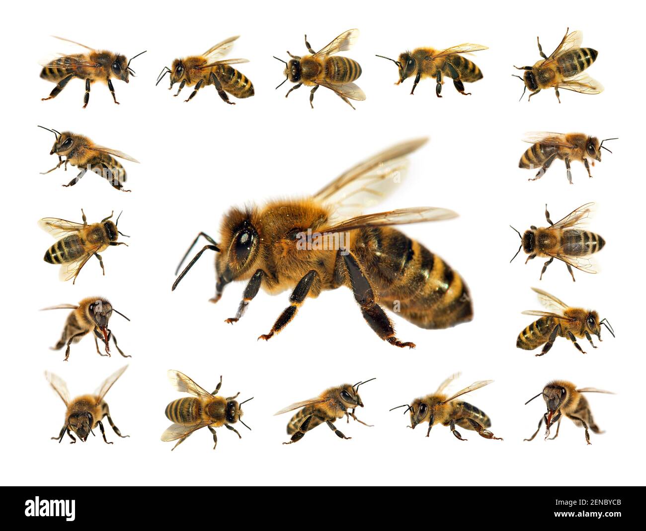 Pollinator garden flower group hi-res stock photography and images - Alamy