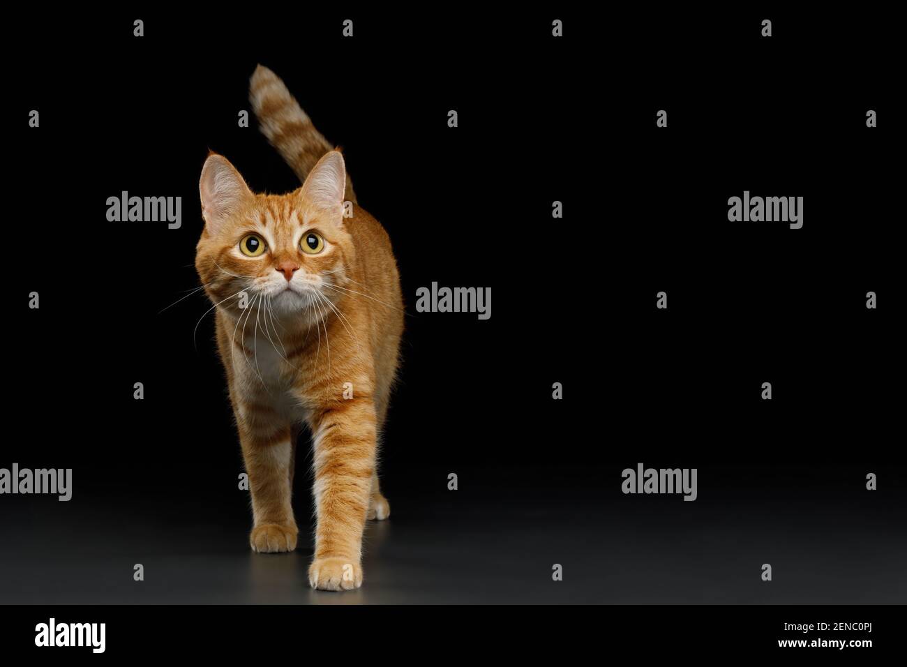 Ginger cat ear hi-res stock photography and images - Alamy