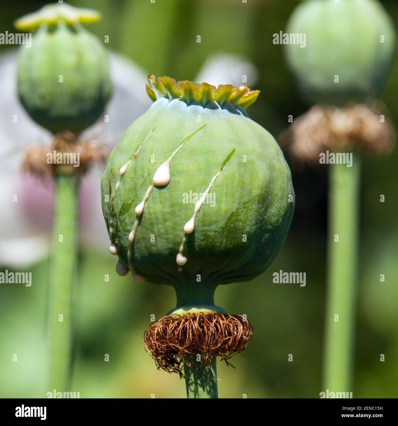 sliced poppy seed for opium, detail of opium poppy in latin papaver ...