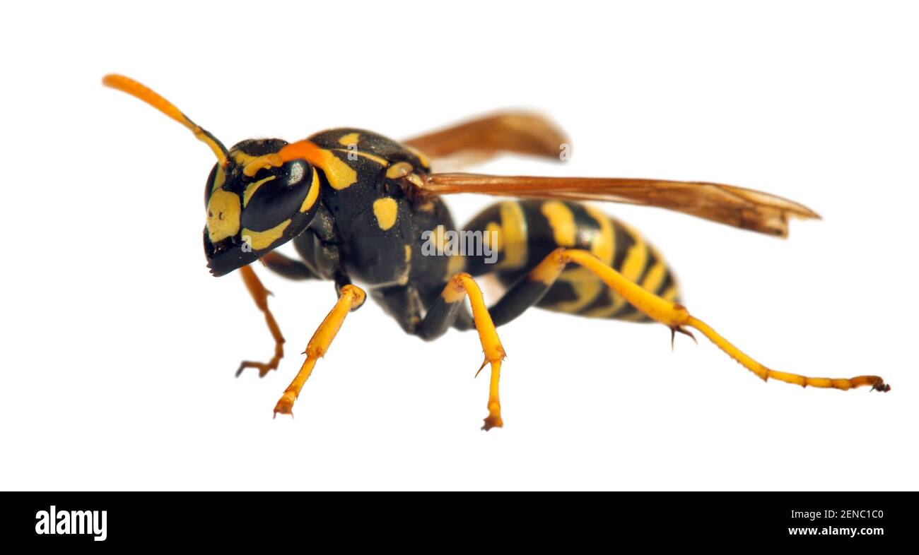 European common wasp German wasp or German yellowjacket isolateed on ...