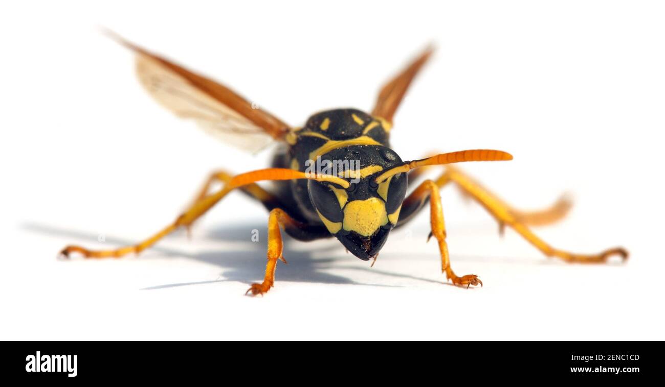 European common wasp German wasp or German yellowjacket isolateed on ...
