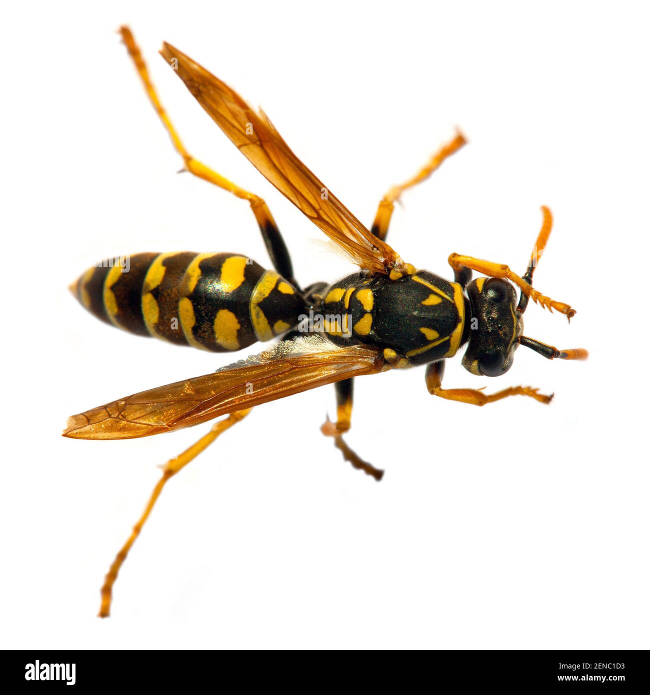 European common wasp German wasp or German yellowjacket isolateed on ...