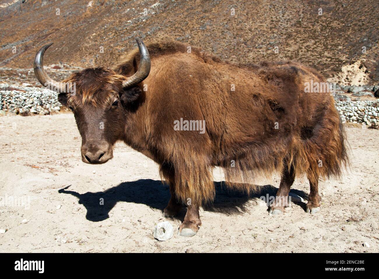 Bos mutus hi-res stock photography and images - Alamy