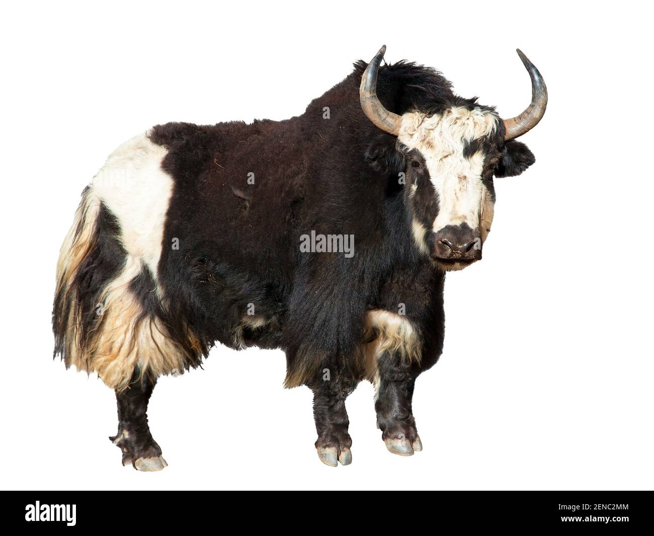 Black and white yak (Bos grunniens or Bos mutus) isolated on white ...