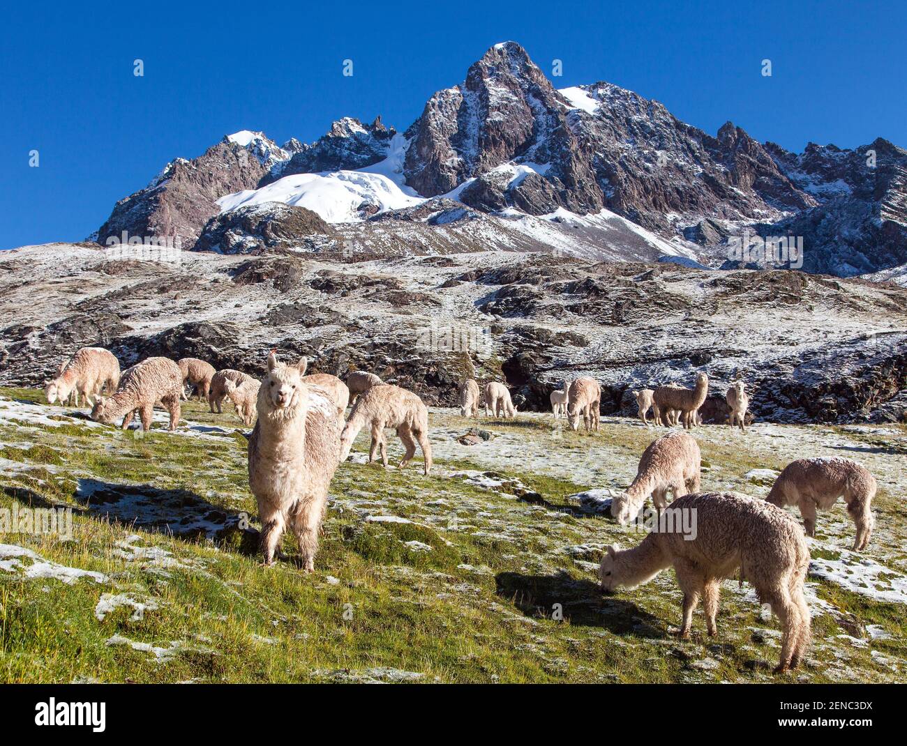 Alpaca peru hi-res stock photography and images - Alamy
