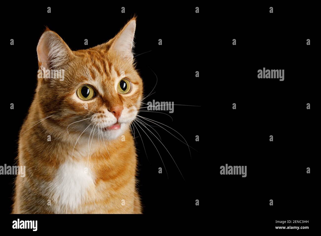 Side profile cat head hi-res stock photography and images - Alamy