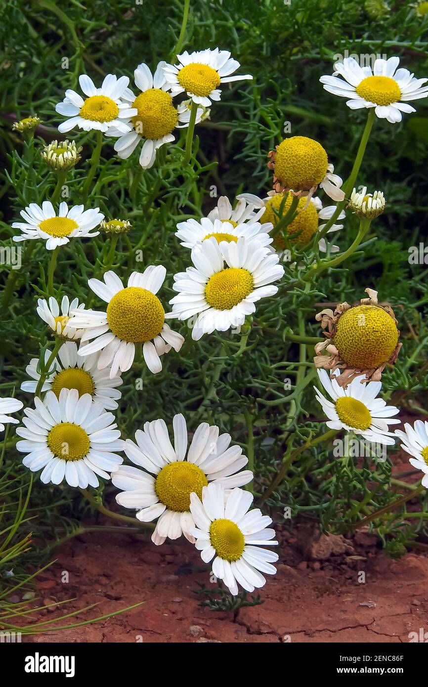 Matricaria sp hi-res stock photography and images - Alamy