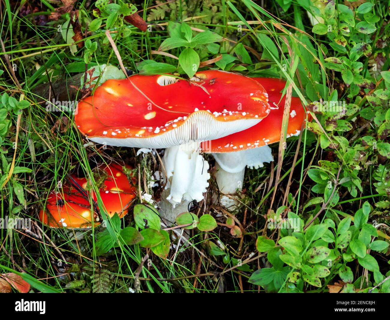 Fliegenpilze, (Amanita muscaria), Giftpilz Stock Photo - Alamy