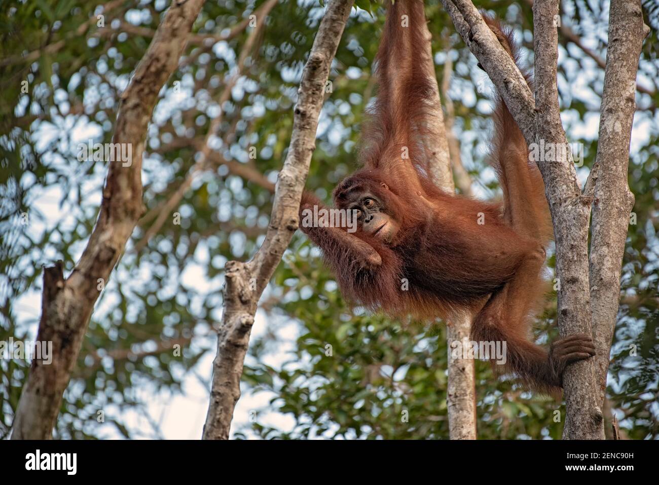 Tanjung puting orangutan hi-res stock photography and images - Alamy