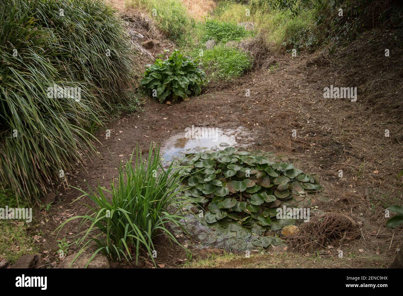 A garden pond reduced to a puddle during drought in a private ...