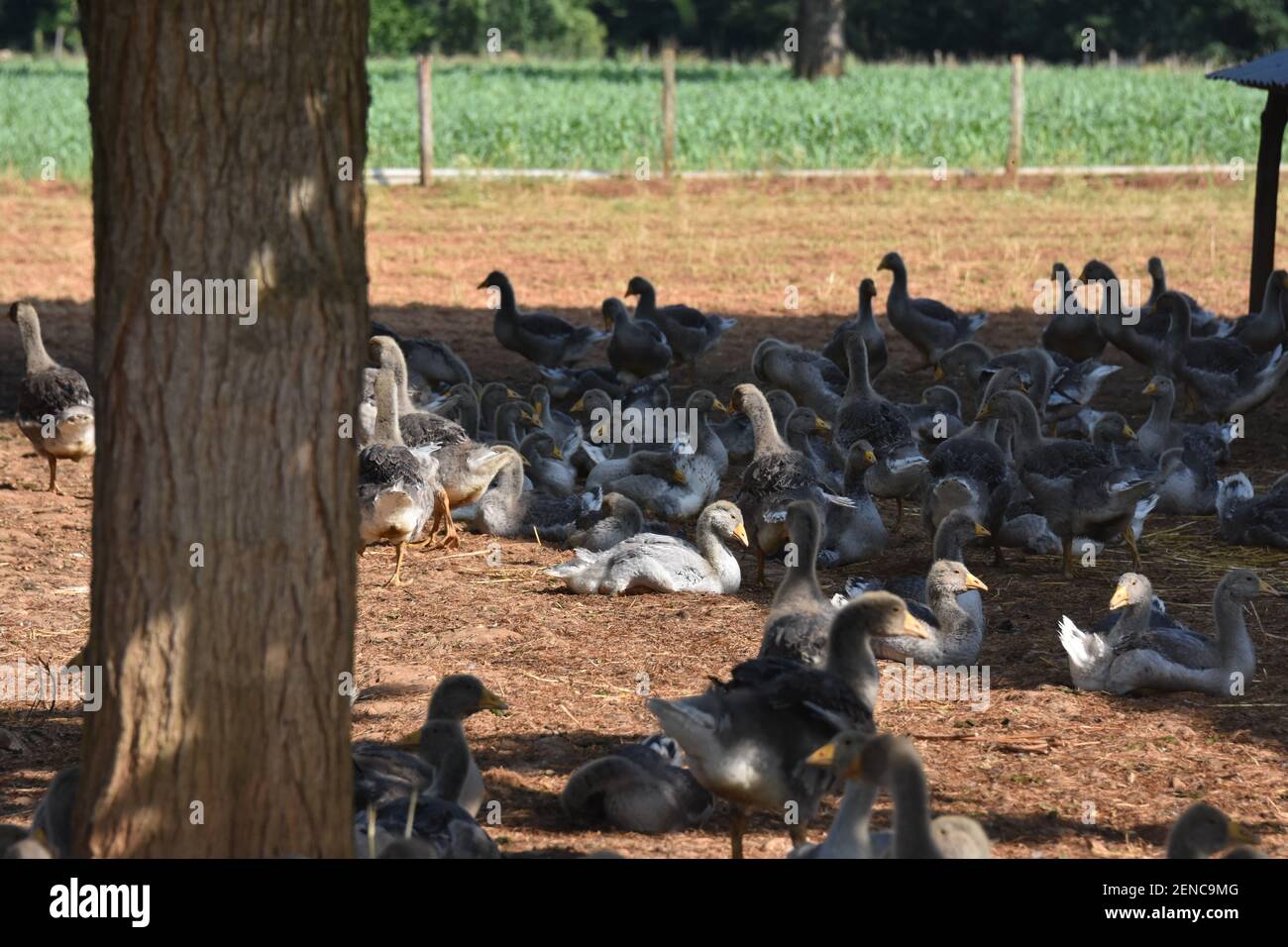 Force feeding geese hi-res stock photography and images - Alamy
