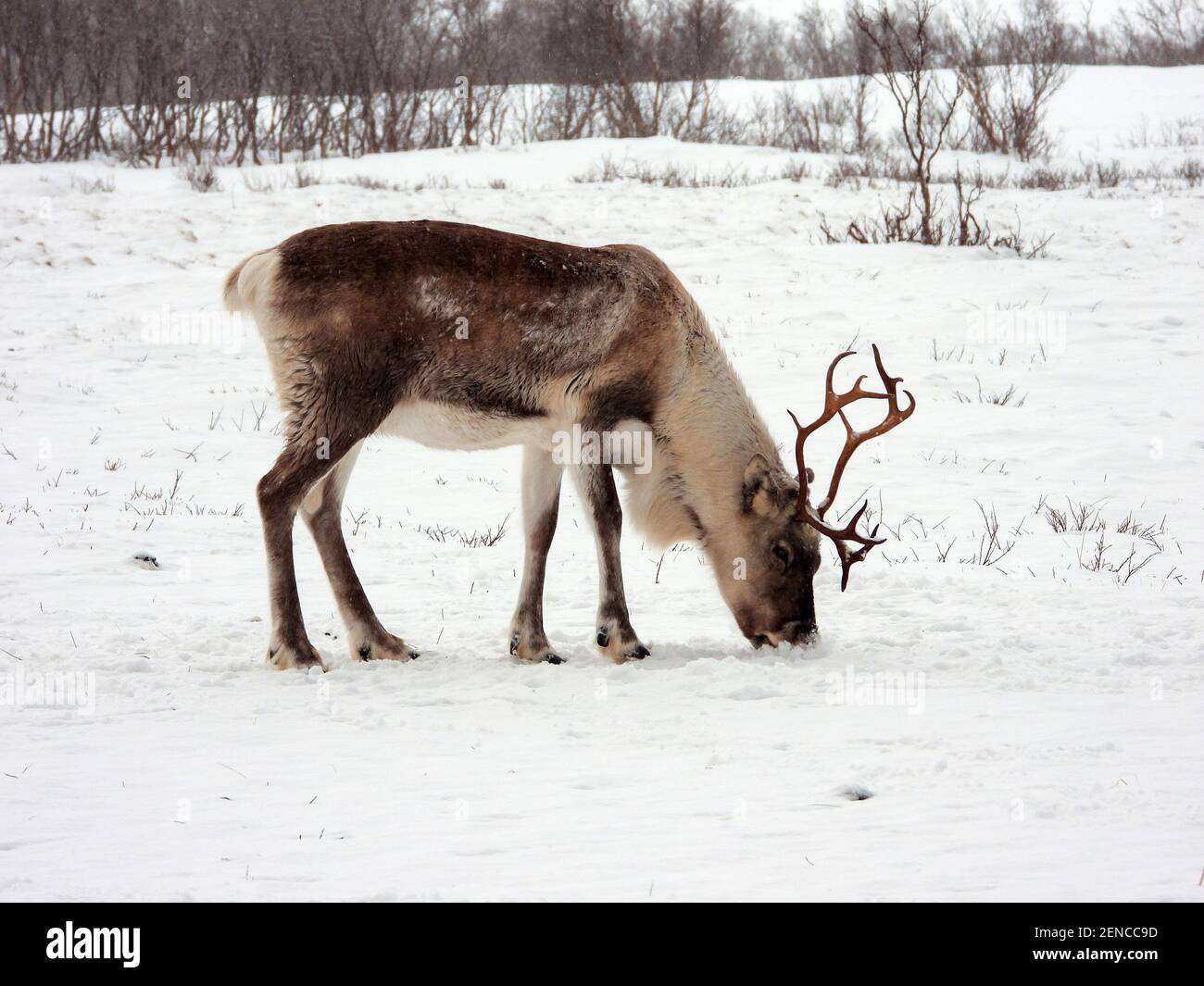 Das Ren oder Rentier (Rangifer tarandus) ist eine Säugetierart aus der ...
