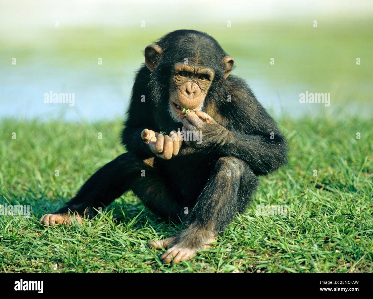 Chimpanse hi-res stock photography and images - Alamy