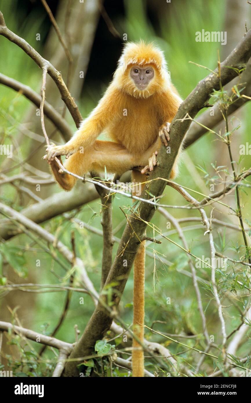 Banded Langur
