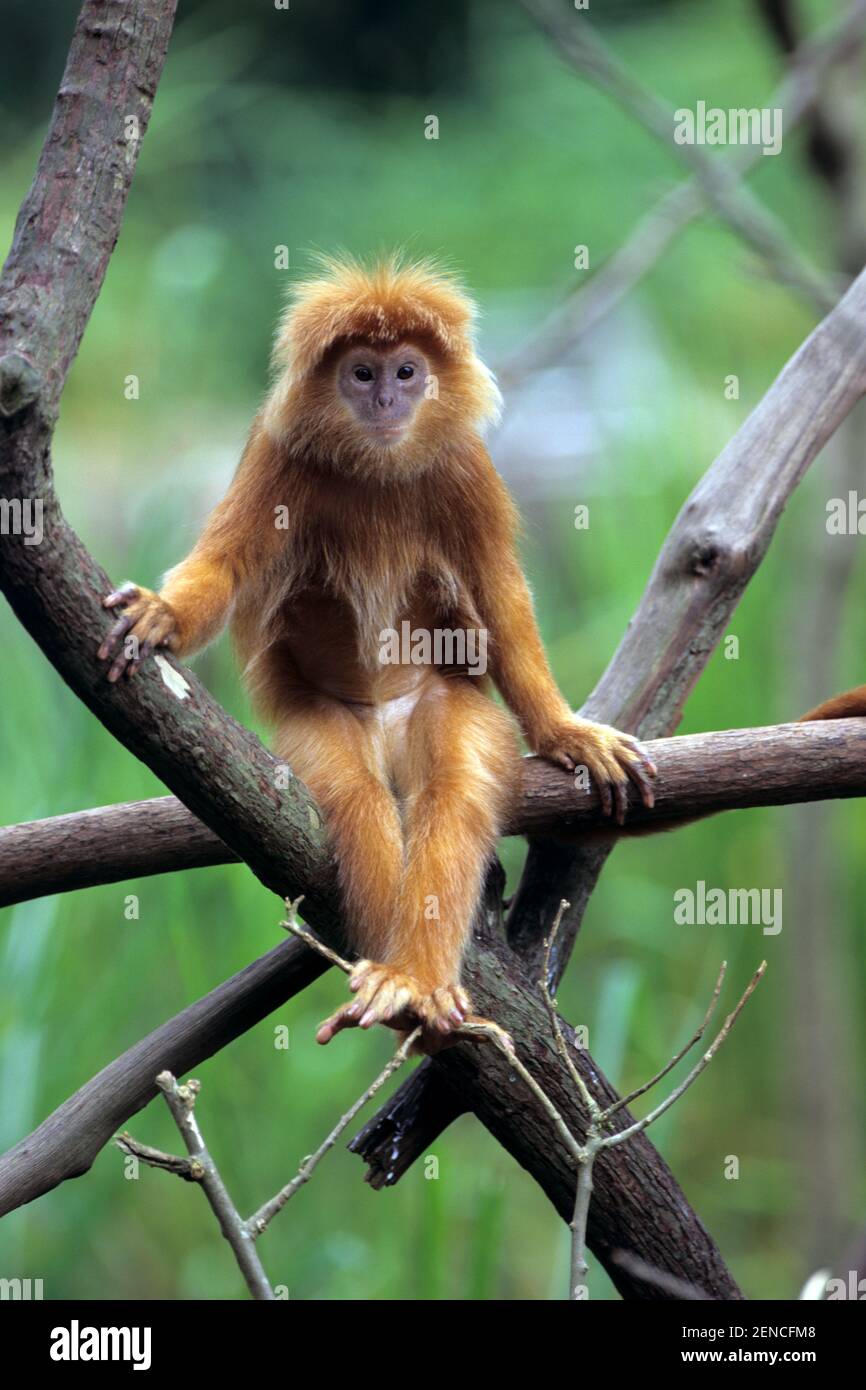 Roter Langur, Banded Leaf Monkey, (Presbytis melalophus Stock Photo - Alamy