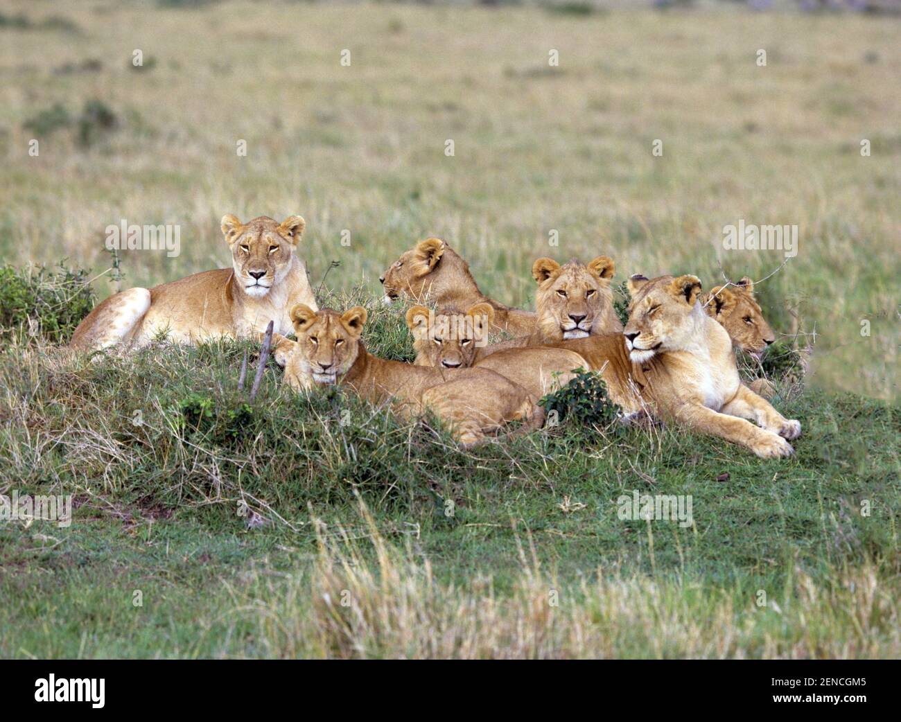 Loewen hi-res stock photography and images - Alamy