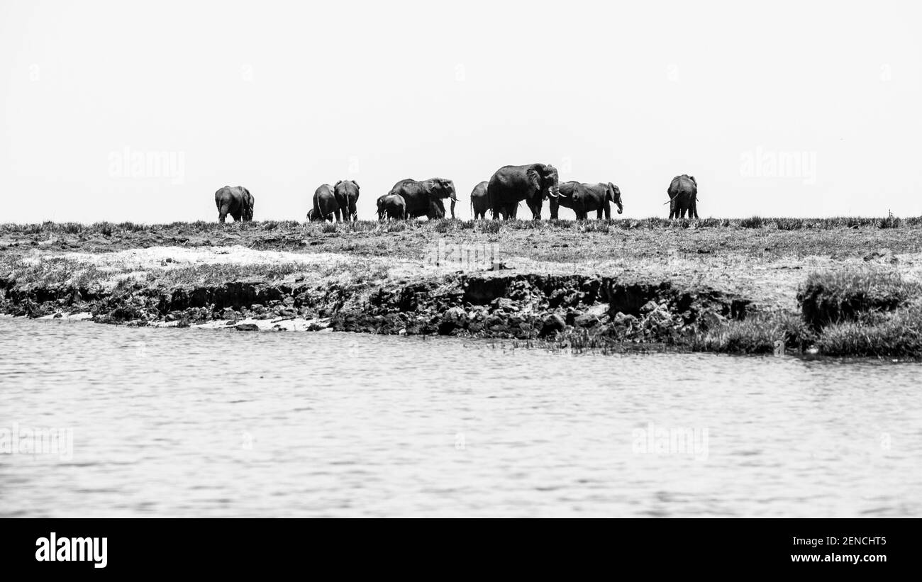 Elephants at the african river Stock Photo - Alamy