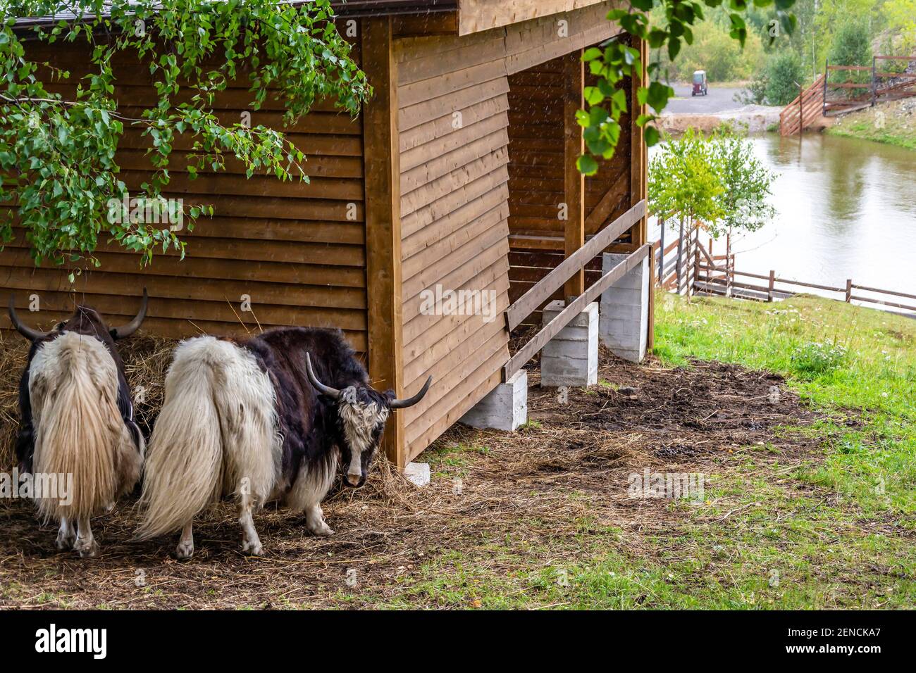 Wild bull yaks (Bos mutus) in the enclosure in the rain Stock Photo - Alamy