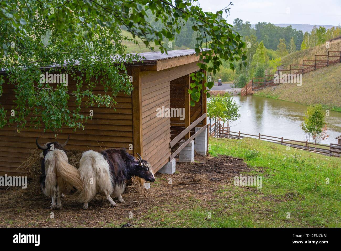 Wild bull yaks (Bos mutus) in the enclosure in the rain Stock Photo - Alamy