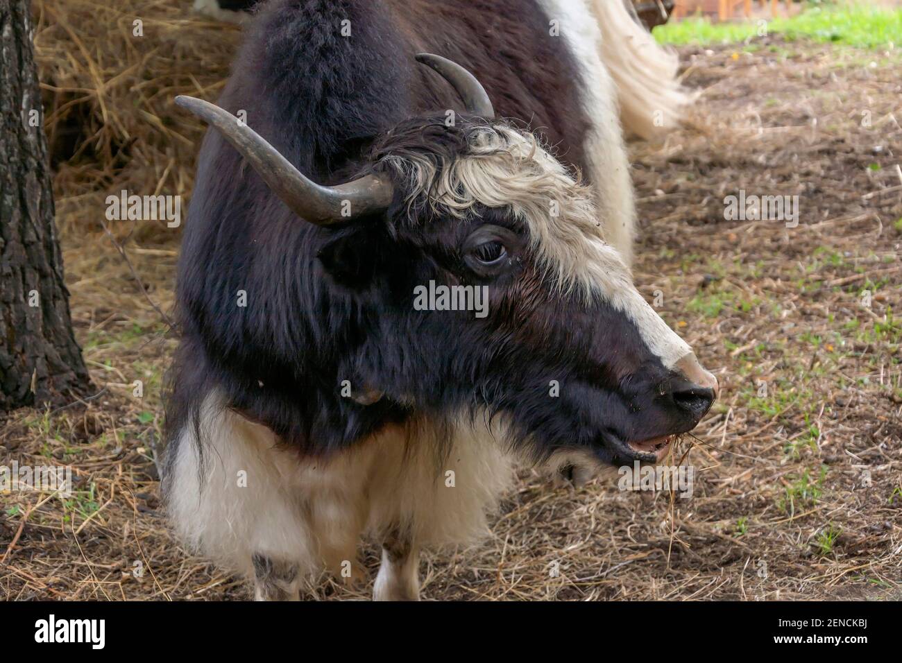 White yak bos mutus hi-res stock photography and images - Alamy