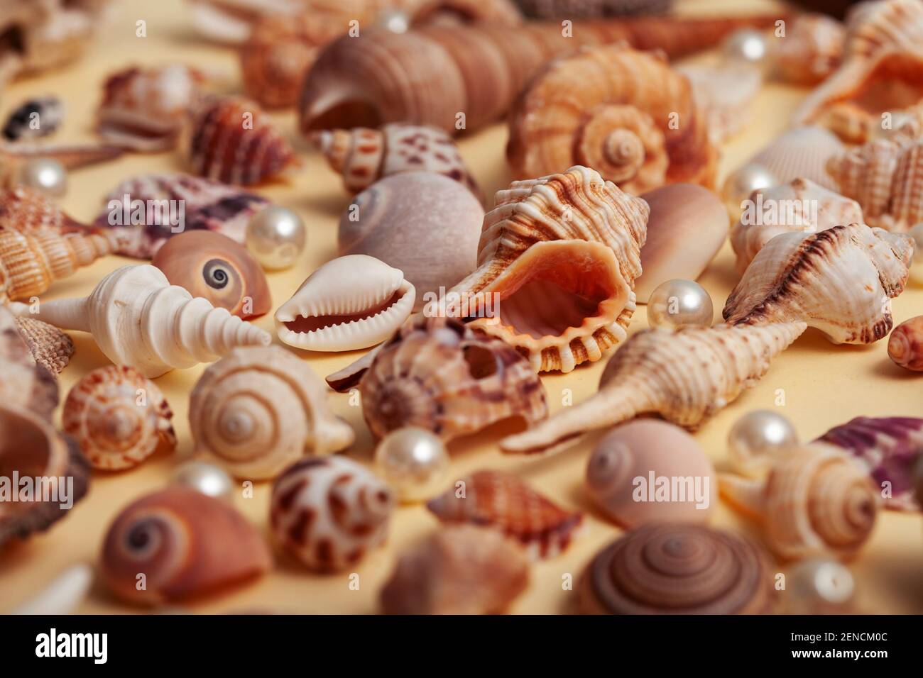 a lot of different empty sea shells on yellow background, macro details ...