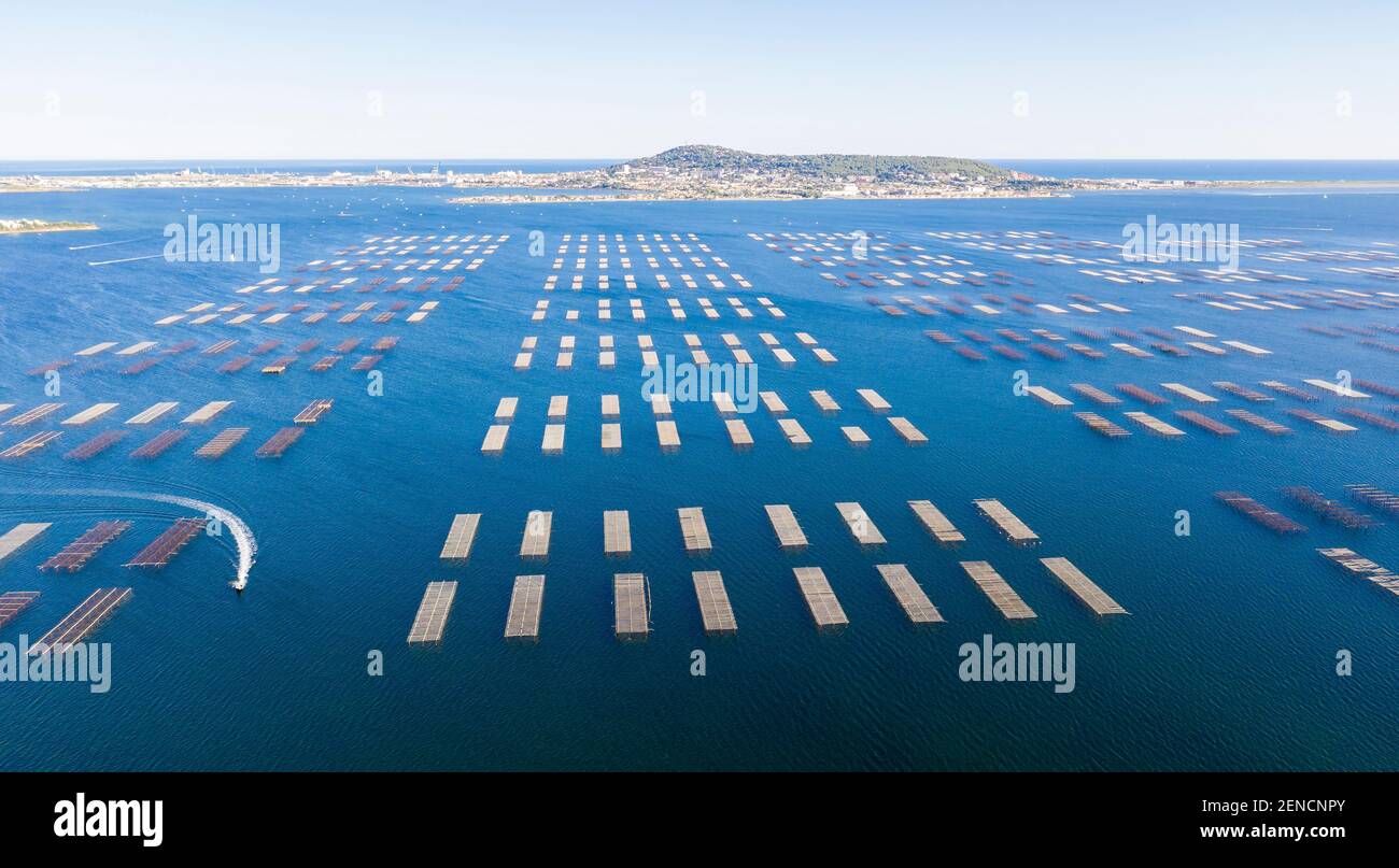 Aerial panorama of oyster tables in Bouzigues on the Thau lagoon, in ...