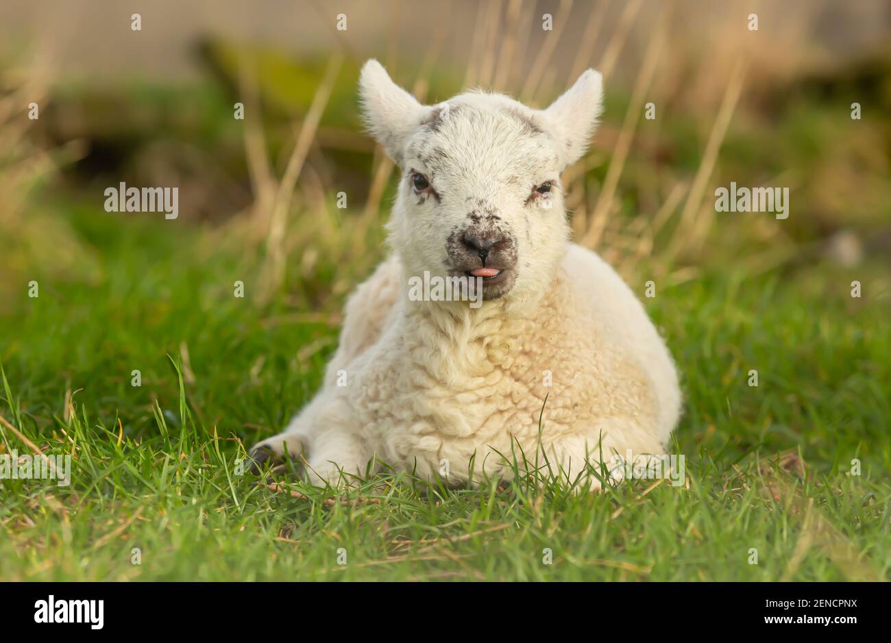 Cheeky young lamb hi-res stock photography and images - Alamy