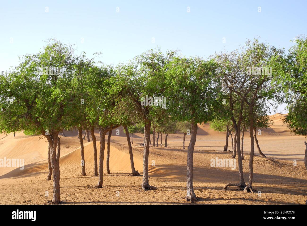 Stand of trees in the desert, Abu Dhabi Emirate, United Arab Emirates ...