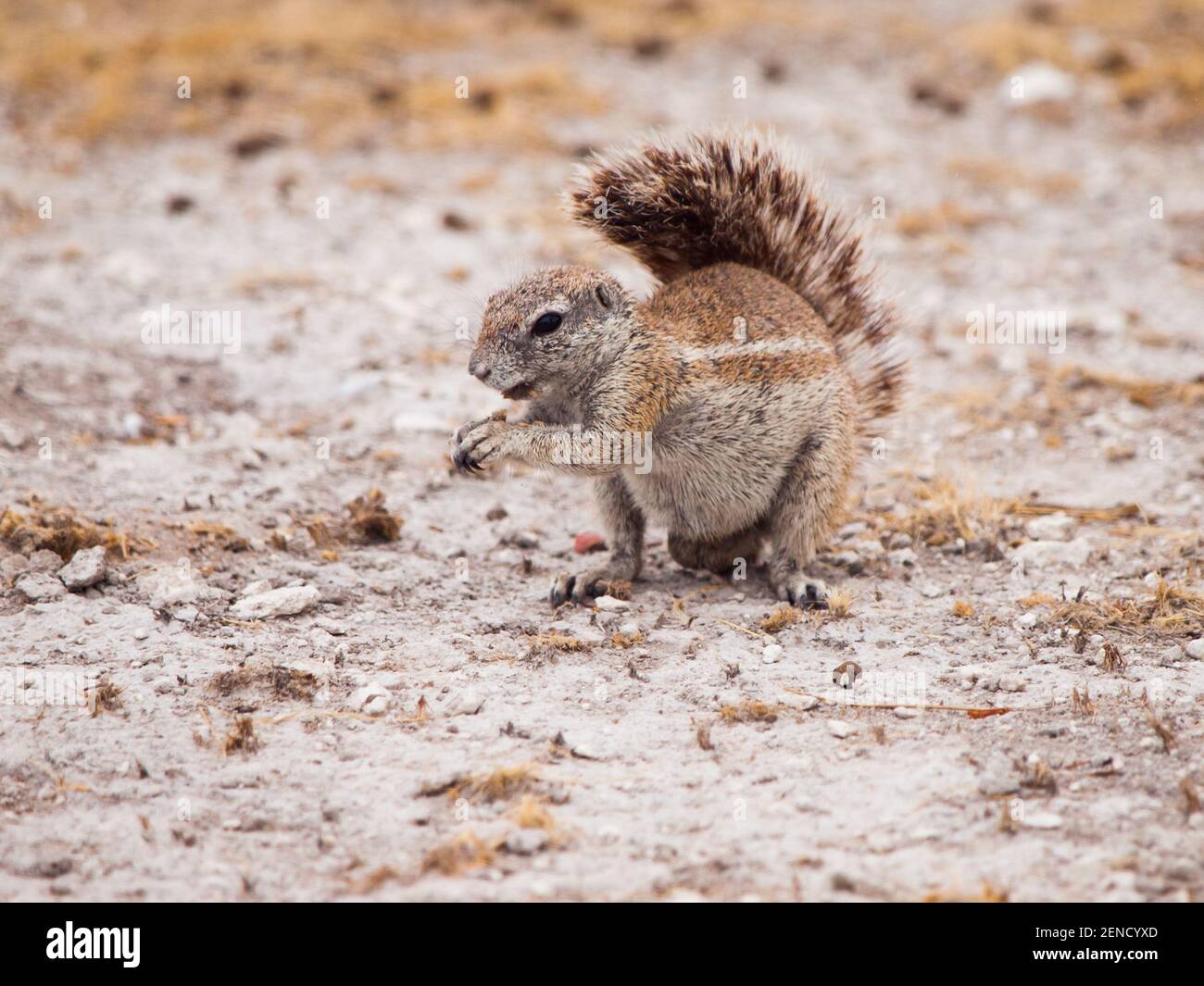 Squirrel wild pose hi-res stock photography and images - Alamy