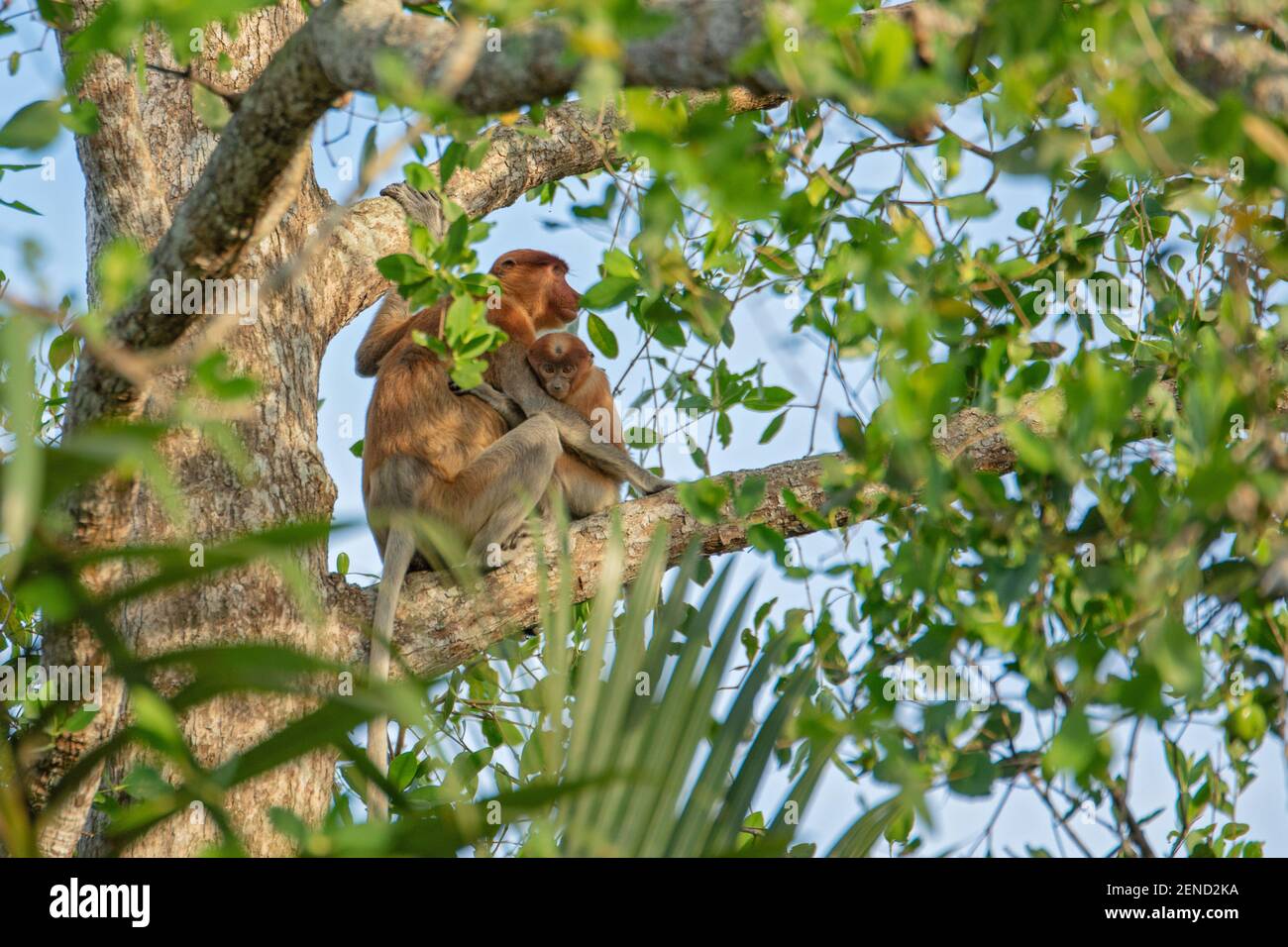 Female Proboscis monkey (Nasalis larvatus) - long-nosed monkey (dutch ...