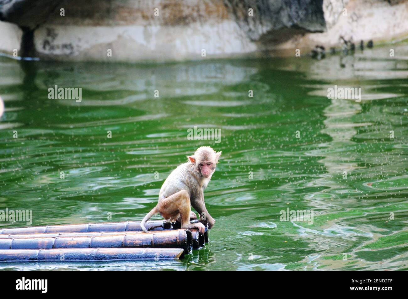 Jiangsu,CHINA-A group of macaque monkeys jump into the water to cool ...
