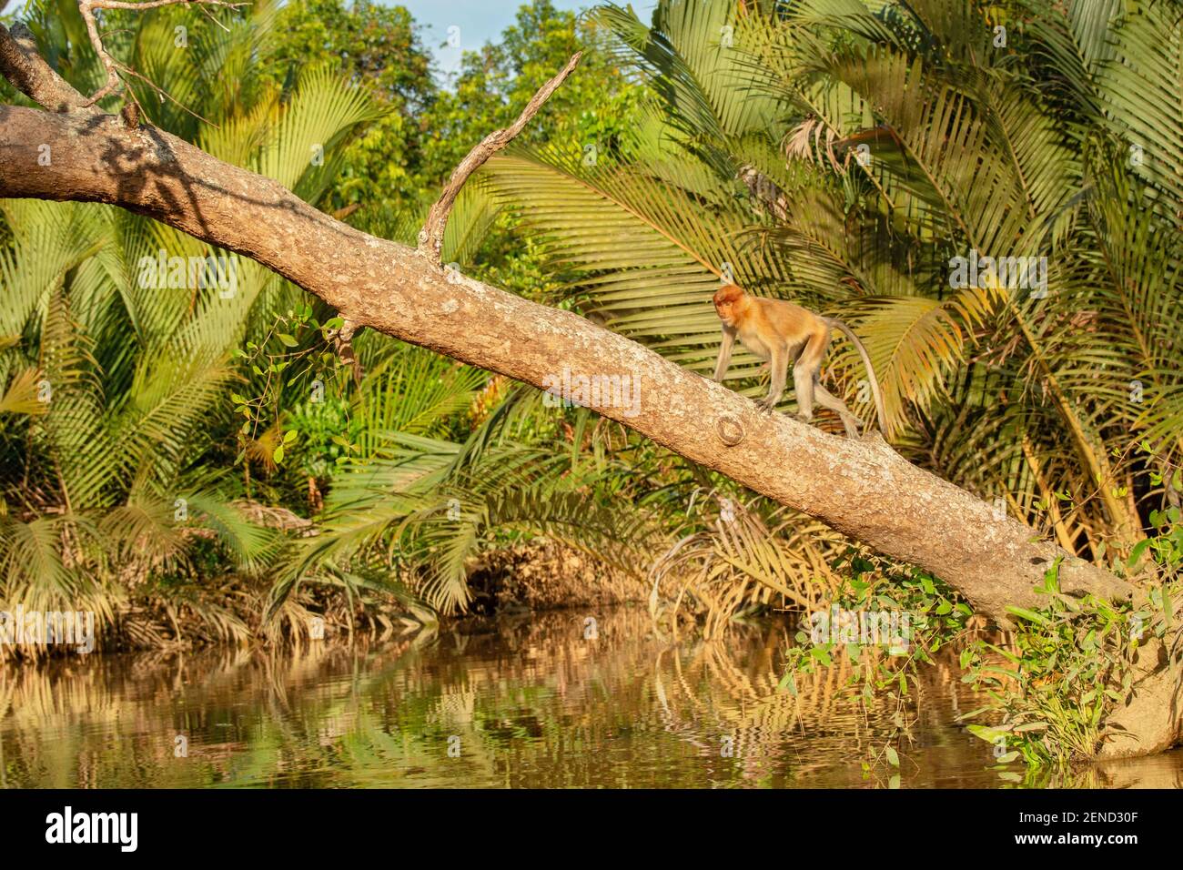 Female Proboscis monkey (Nasalis larvatus) - long-nosed monkey (dutch ...