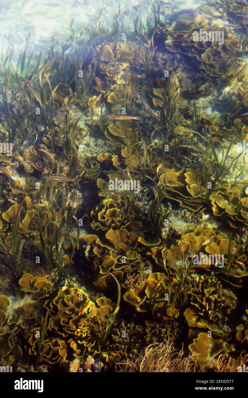 Shallow water coral reefs hi-res stock photography and images - Alamy