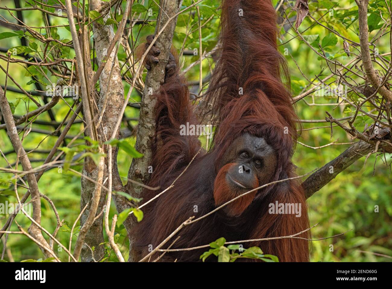 Very long-hair female orangutan (orang-utan) in hersnatural environment ...