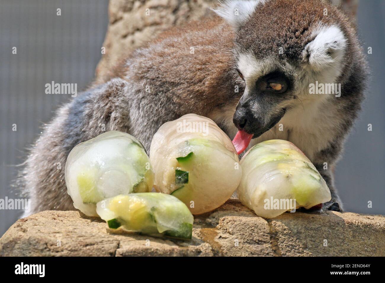 A ring-tailed lemur enjoys iced fruits and vegetables to cool off on a ...